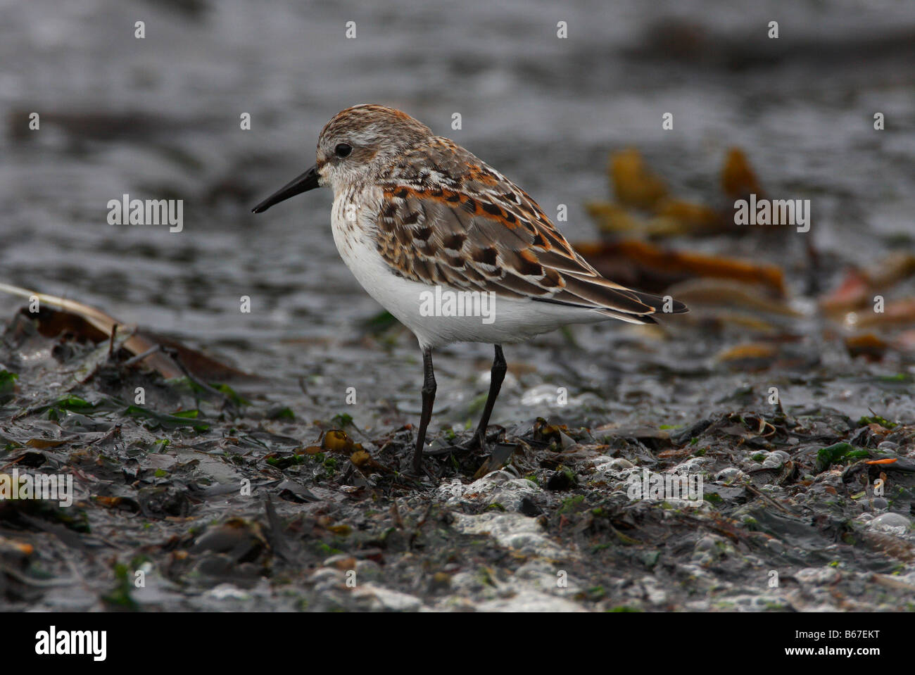 Western Sandpiper Calidris mauri on seaweed along shoreline at Whiffin ...