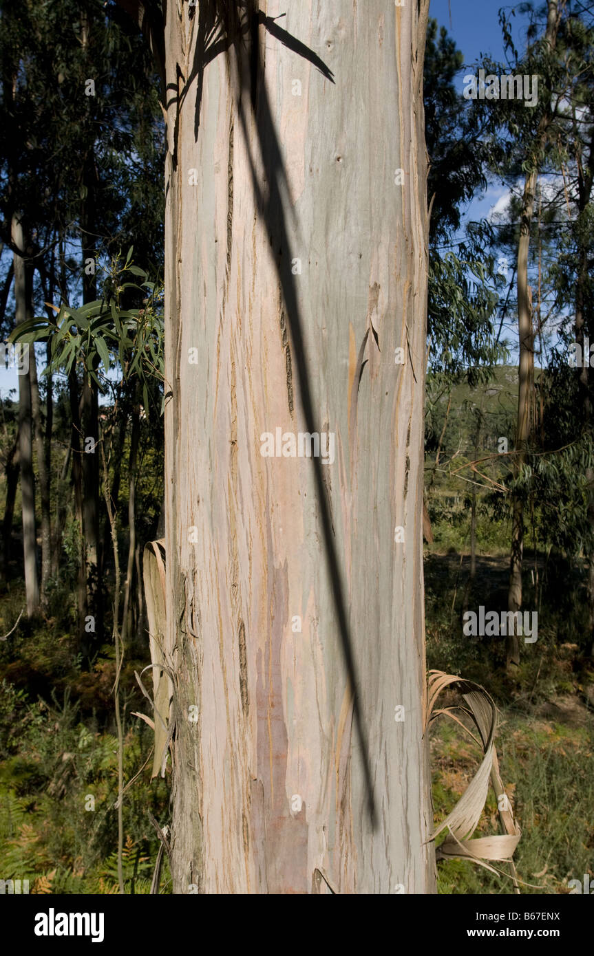 Tree trunk of a eucalyptus tree hi-res stock photography and images - Alamy