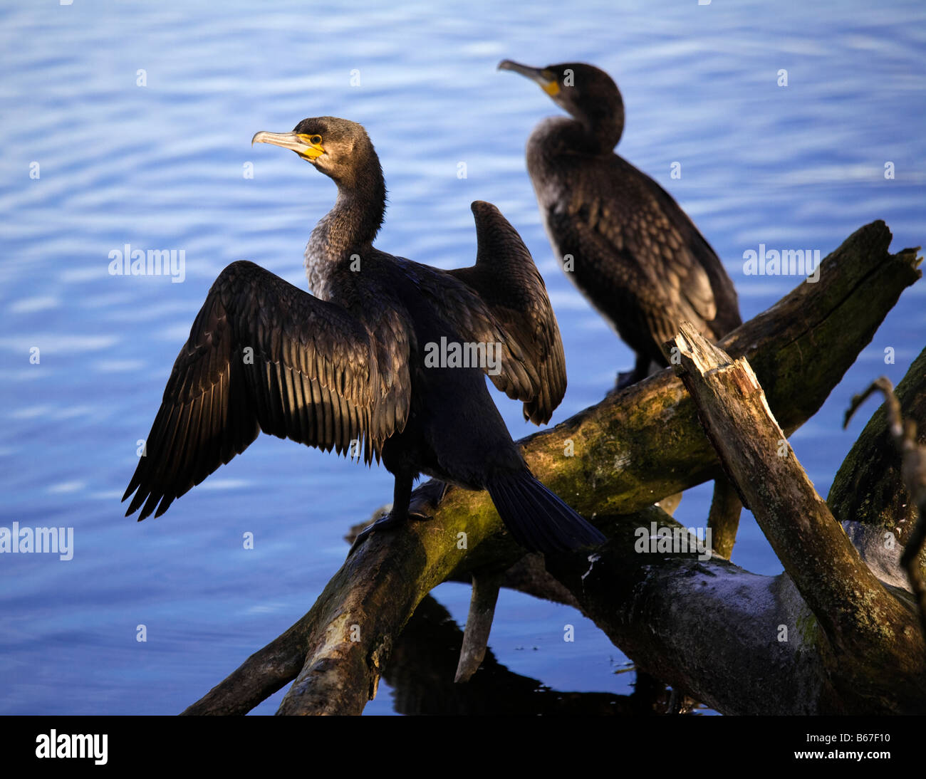 Two Great Black Cormorants phalacrocorax carbo Perched on a Piece of ...