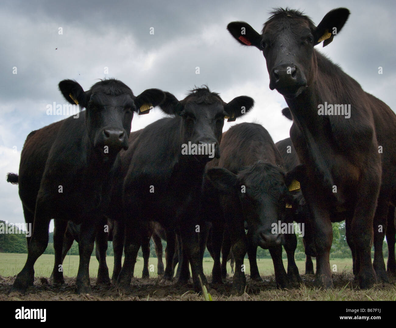 Lots of cows hi-res stock photography and images - Alamy