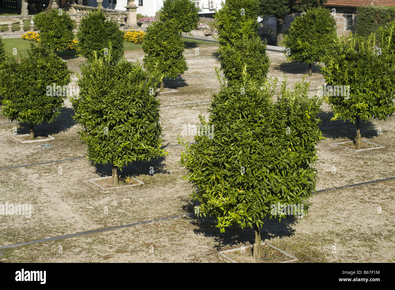 Small orange tree hi-res stock photography and images - Alamy