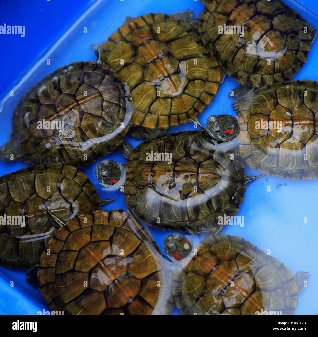 Market turtles hi-res stock photography and images - Alamy