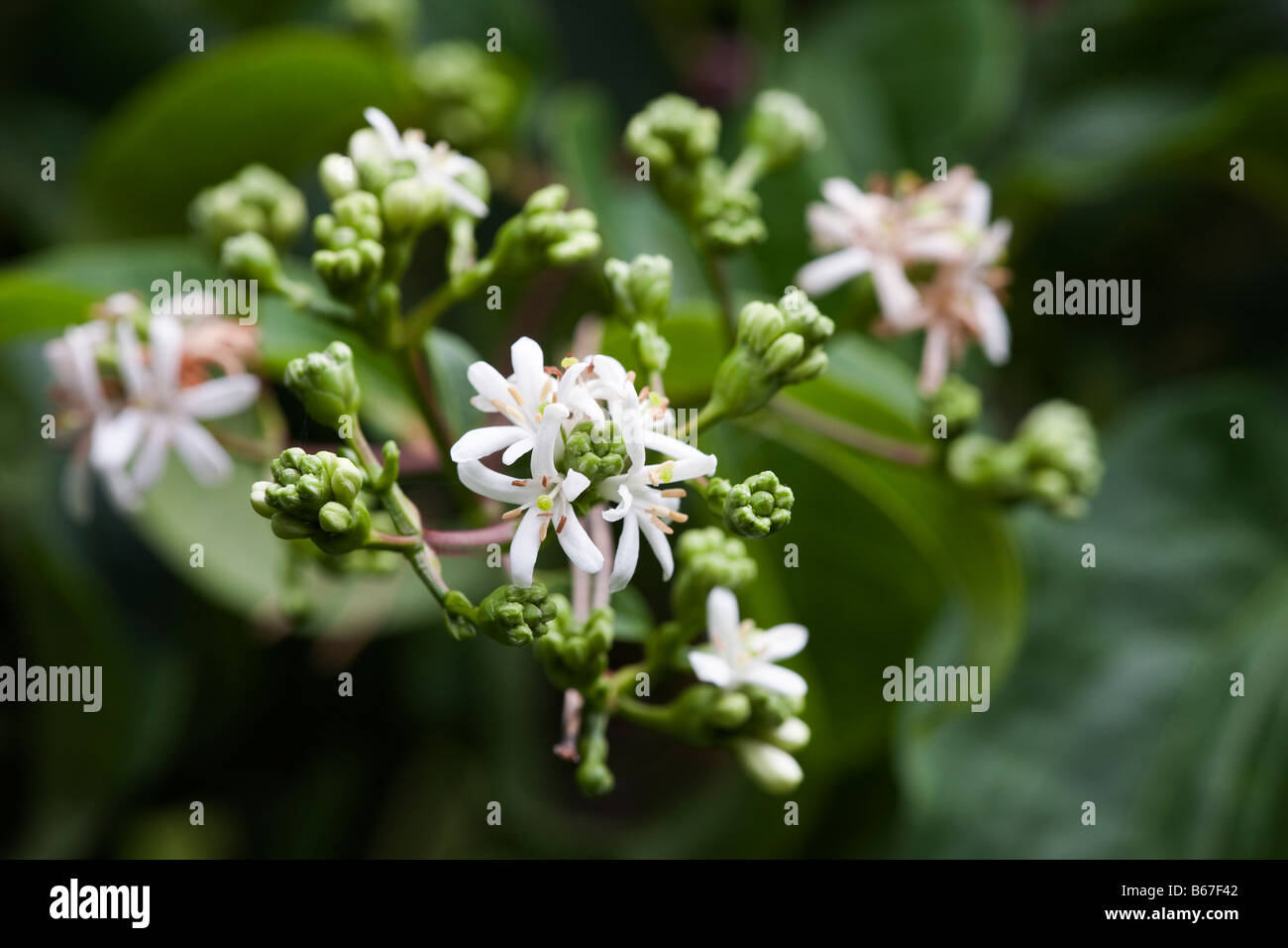 Seven sons flower heptacodium miconioides hi-res stock photography and ...