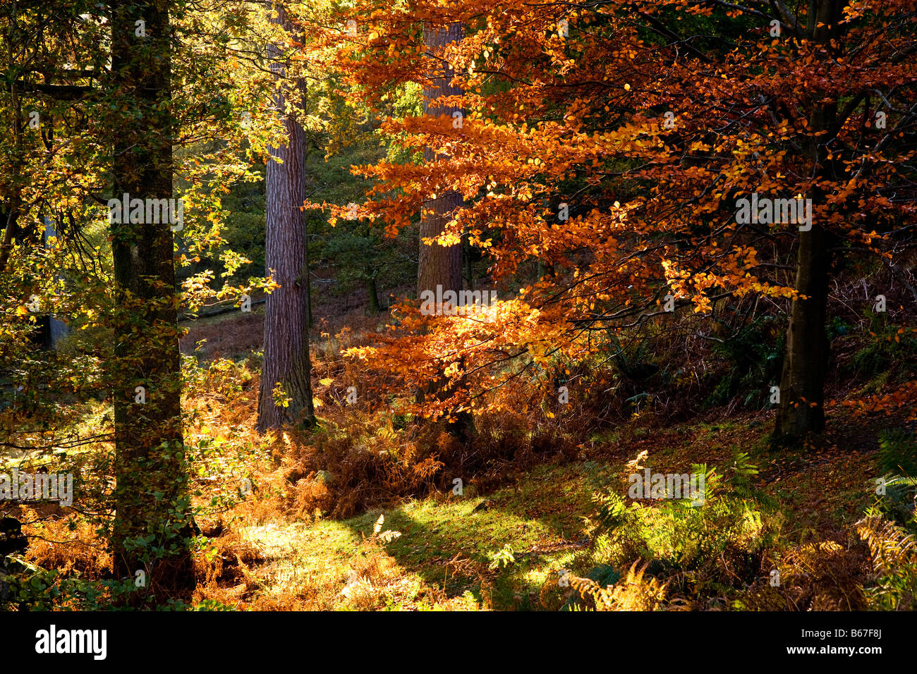 English autumn woodland hi-res stock photography and images - Alamy