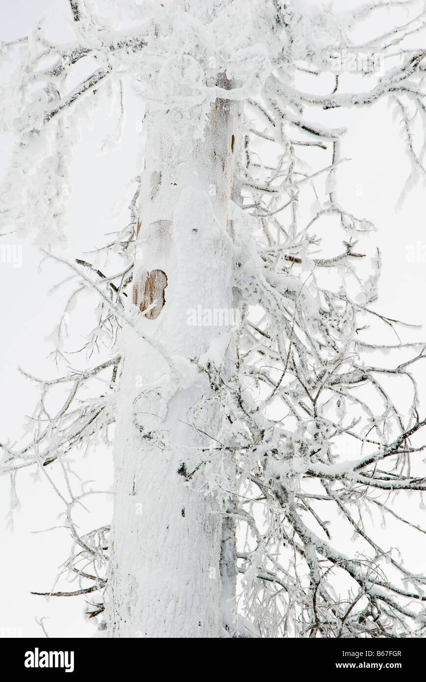 Snowy tree branch Stock Photo - Alamy