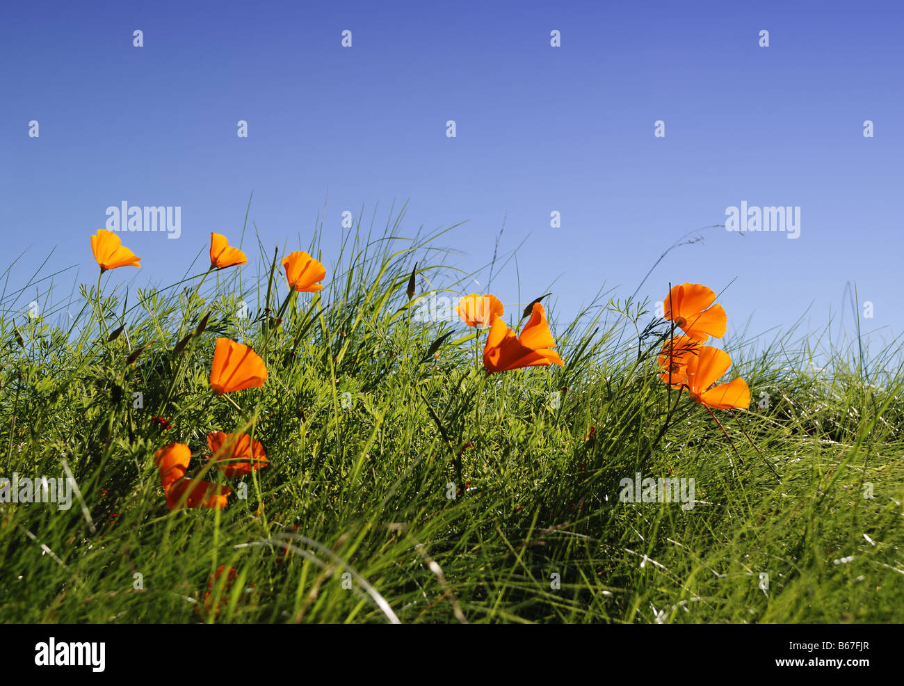 Californian poppy flowers hi-res stock photography and images - Alamy