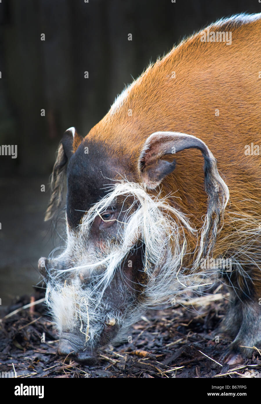 The Red River Hog (Potamochoerus porcus), also known as Bush Pig (but ...