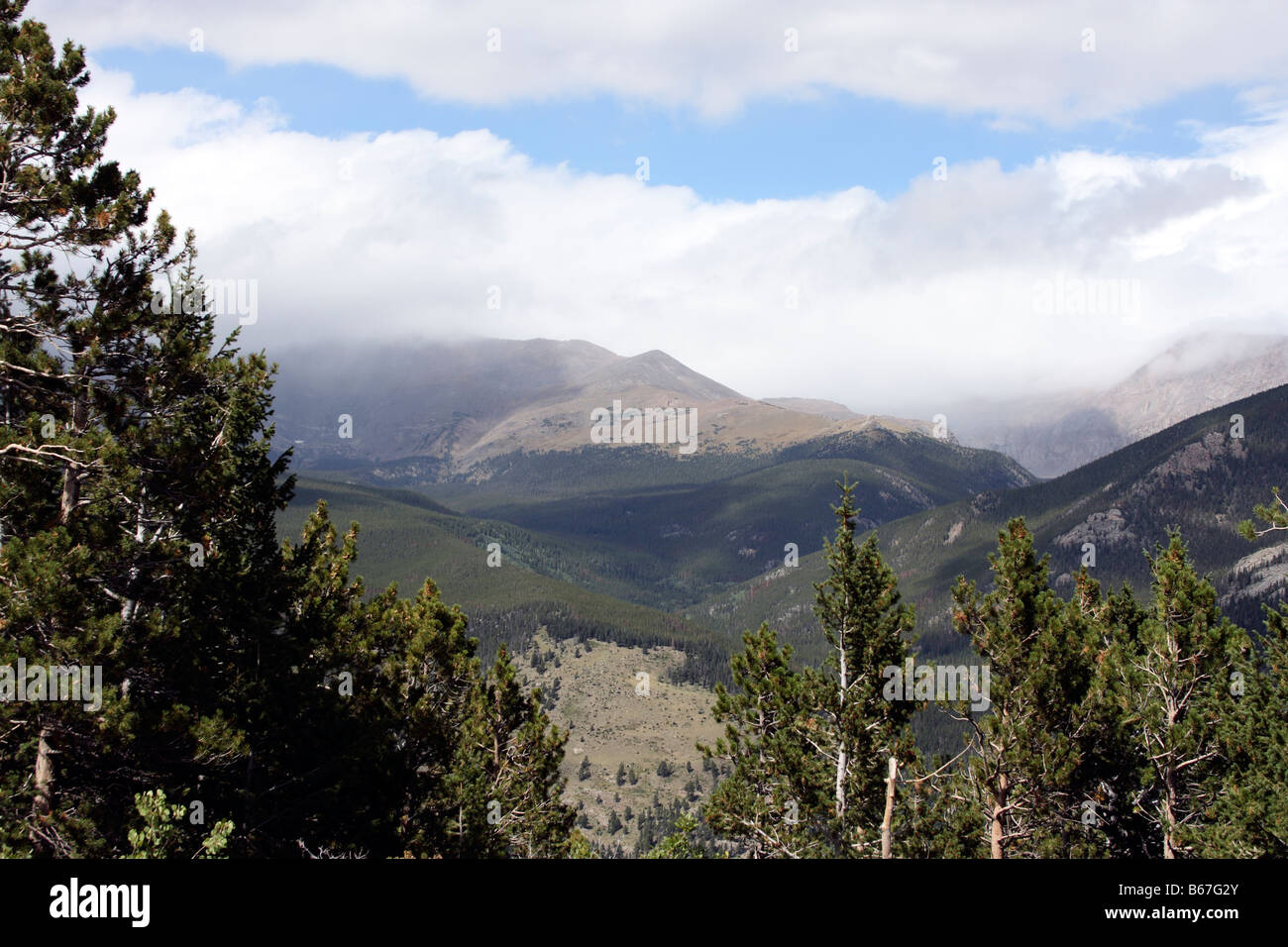 Engelmann spruce colorado hi-res stock photography and images - Alamy