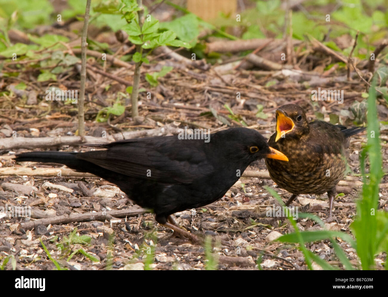 Juvenile common blackbird uk hi-res stock photography and images - Alamy
