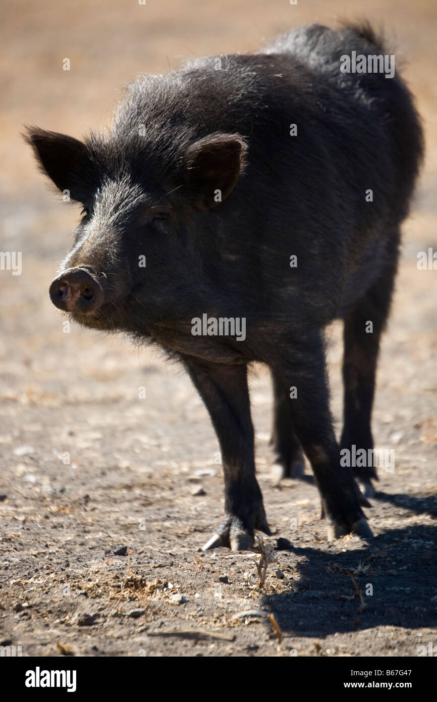 Feral pig us hi-res stock photography and images - Alamy