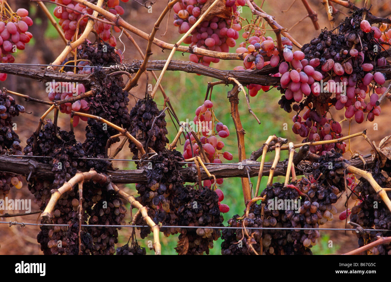 Frost-damaged red table grapes Stock Photo - Alamy