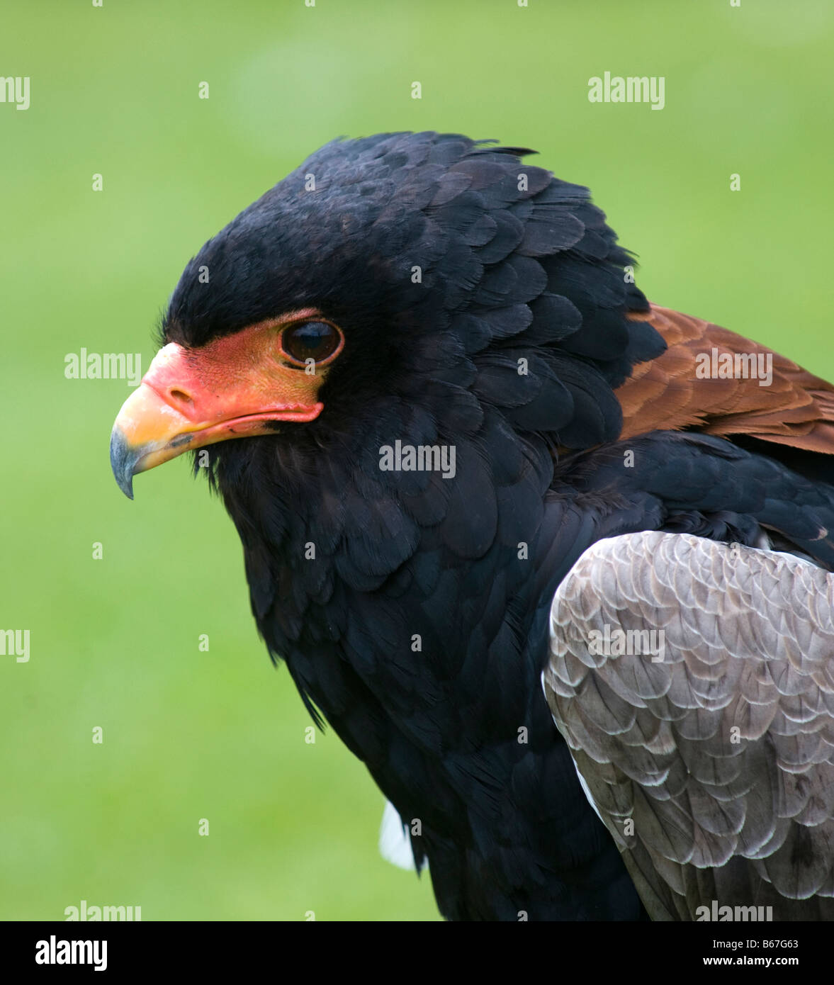 Bateleur Eagle Terathopius Ecaudatus Snake eagle is its common name ...