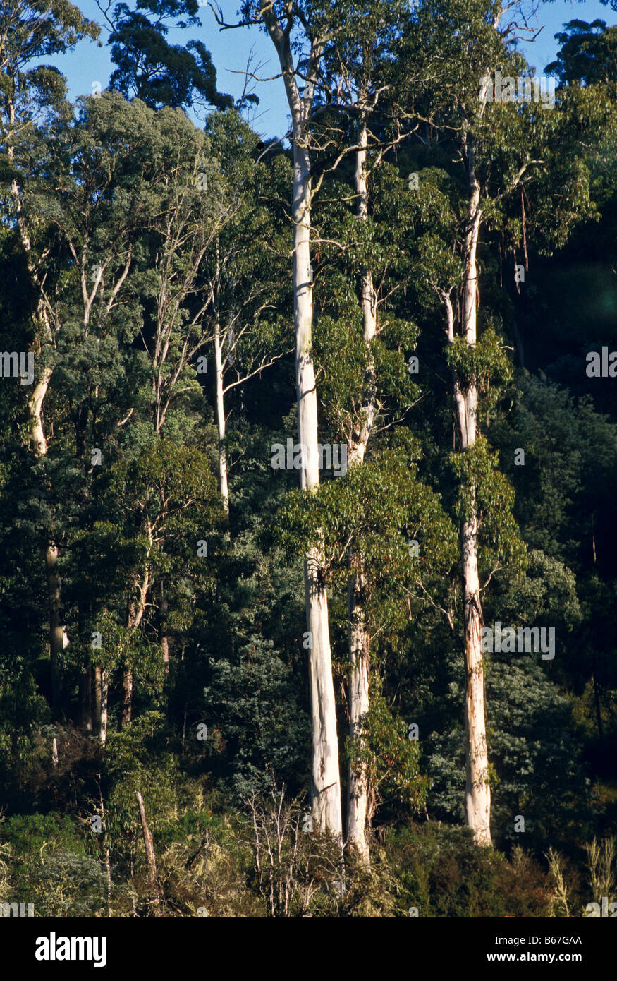 Eucalypt forest, Australia Stock Photo - Alamy