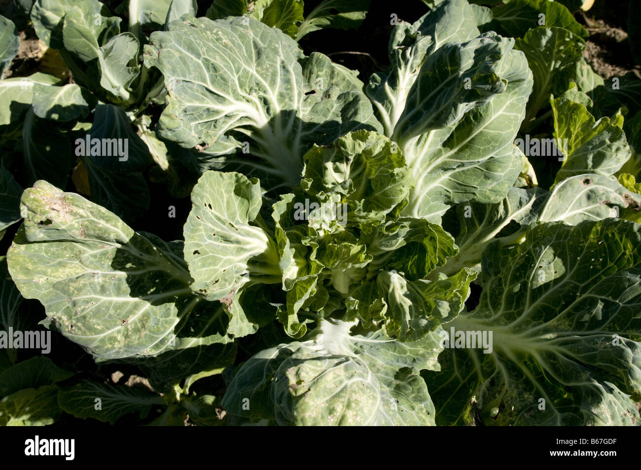 Portugal cabbage hi-res stock photography and images - Alamy
