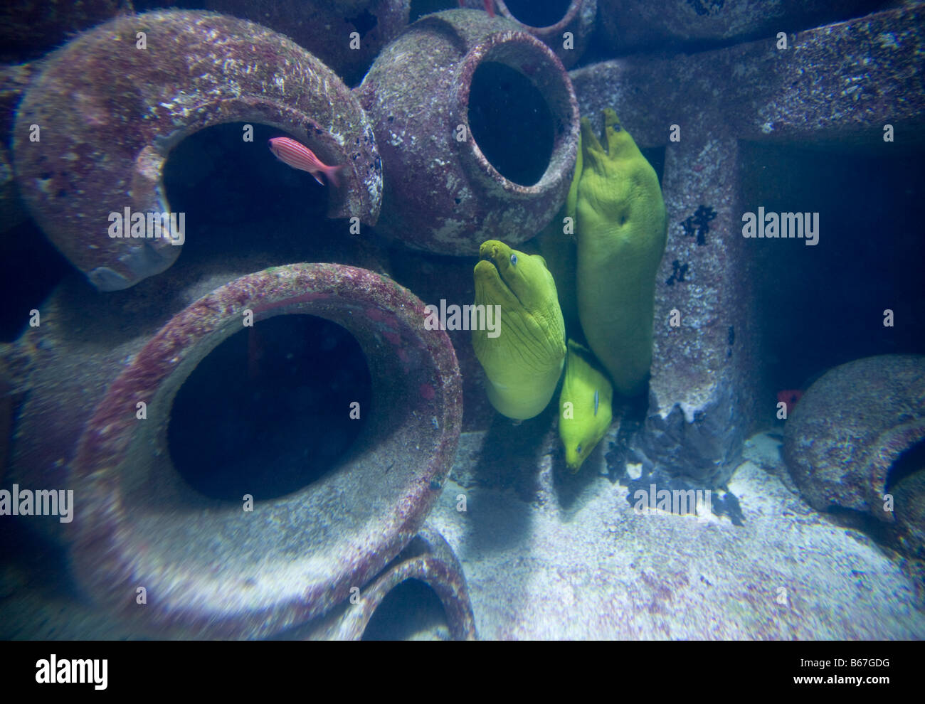 Bahamas Paradise Island Nassau Moray Eels inside aquarium inside ...