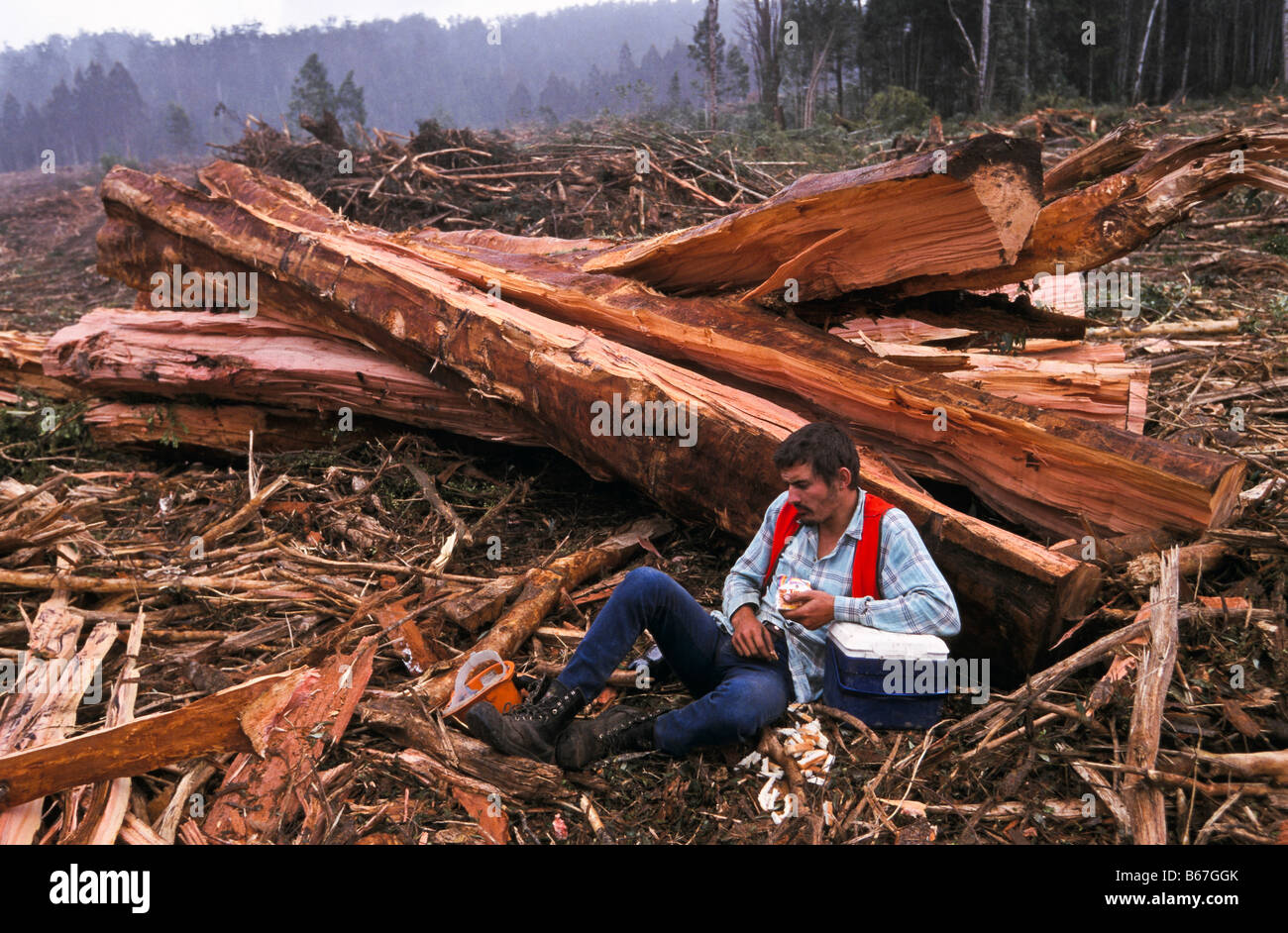Logging regrowth forest, Tasmania Stock Photo - Alamy