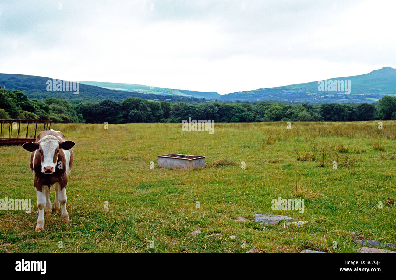 Dairy farming wales hi-res stock photography and images - Alamy