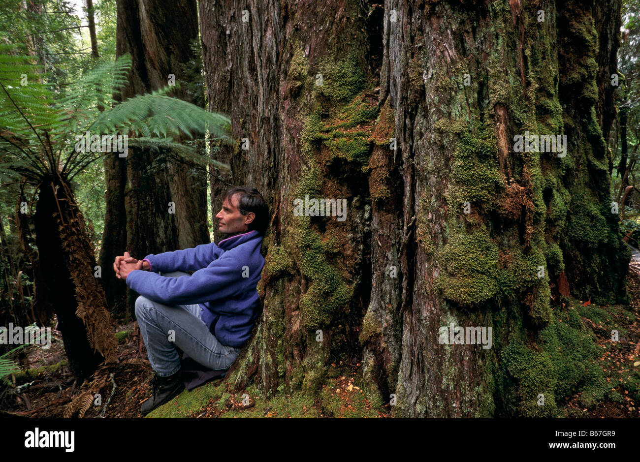 Old growth forest, Styx Valley, Tasmania, Australia Stock Photo - Alamy