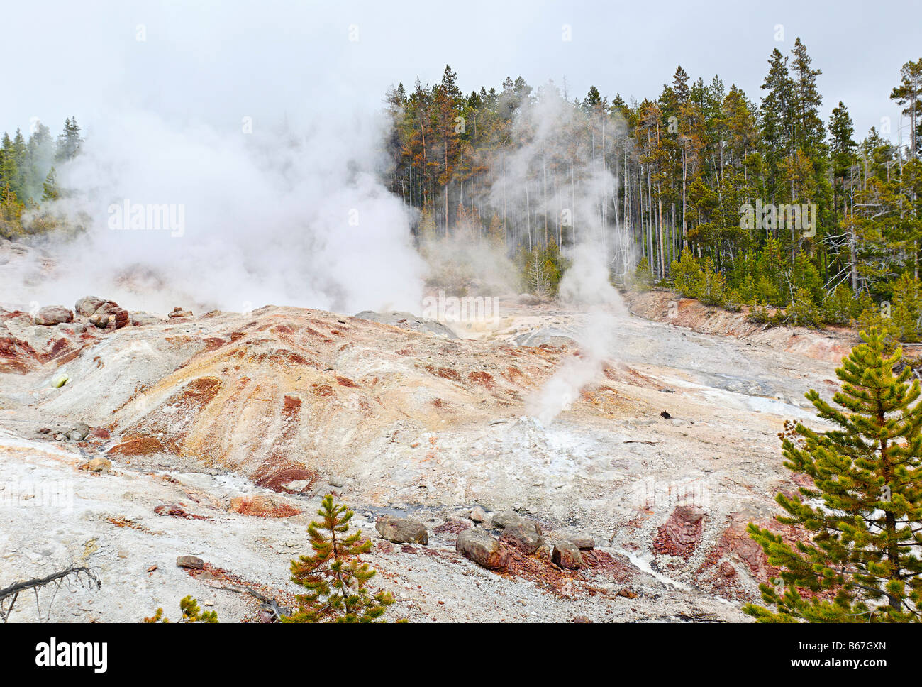 A hillside geyser erupting full of steam in Yellowstone National Park ...