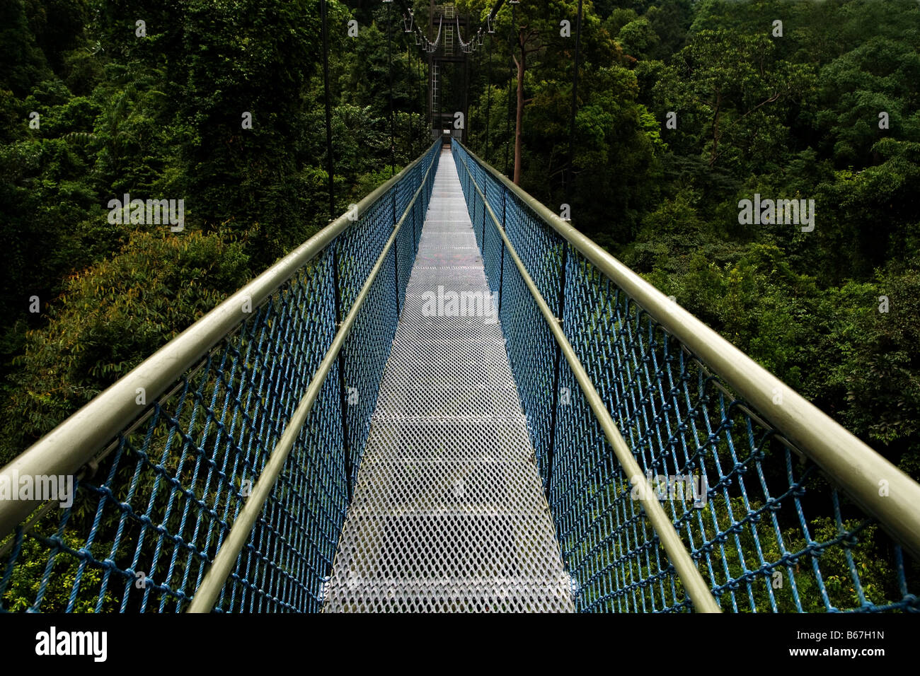 Tree top walk at MC Ritchie reservoir park in Singapore Stock Photo - Alamy