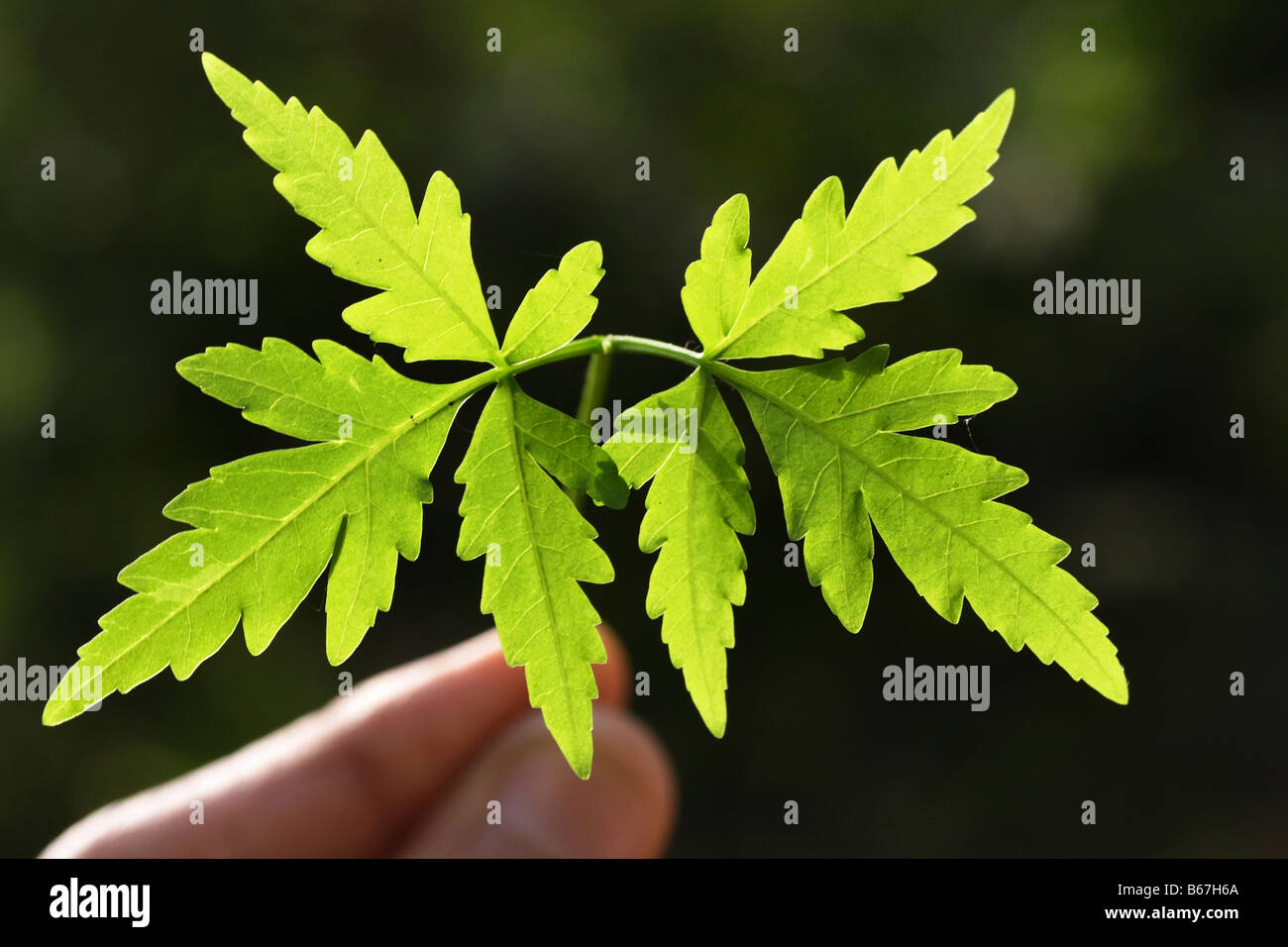 Neem tree hi-res stock photography and images - Alamy
