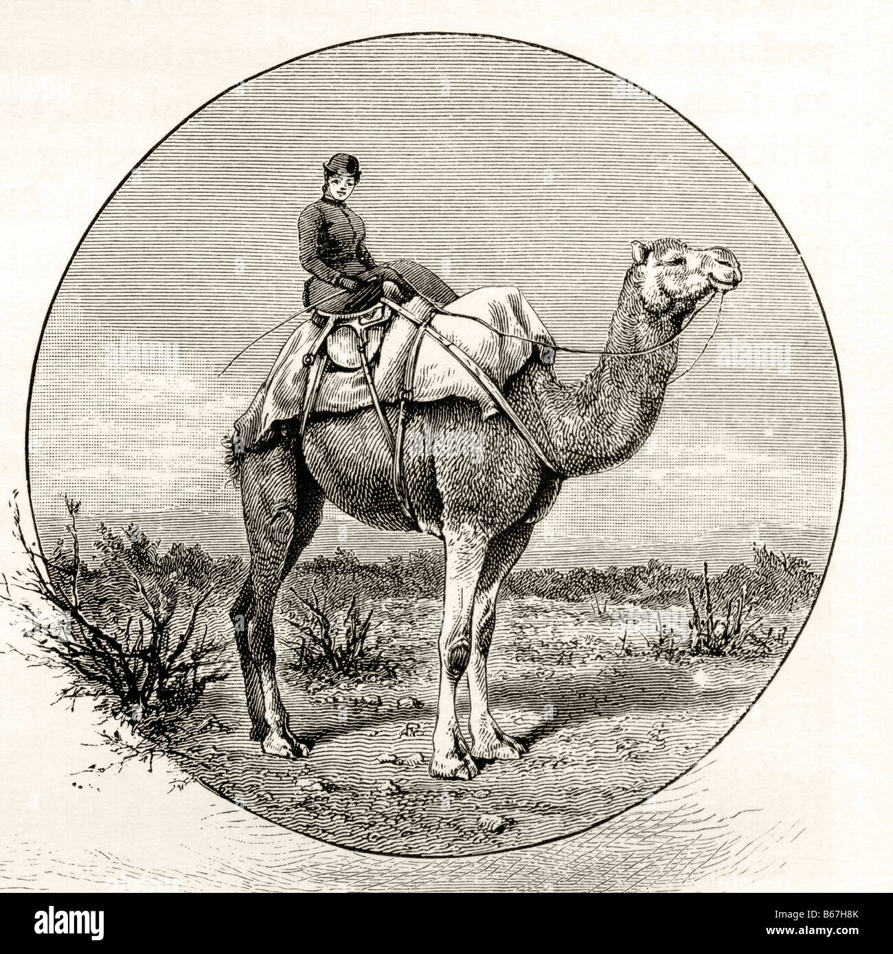 Australian camel hi-res stock photography and images - Alamy