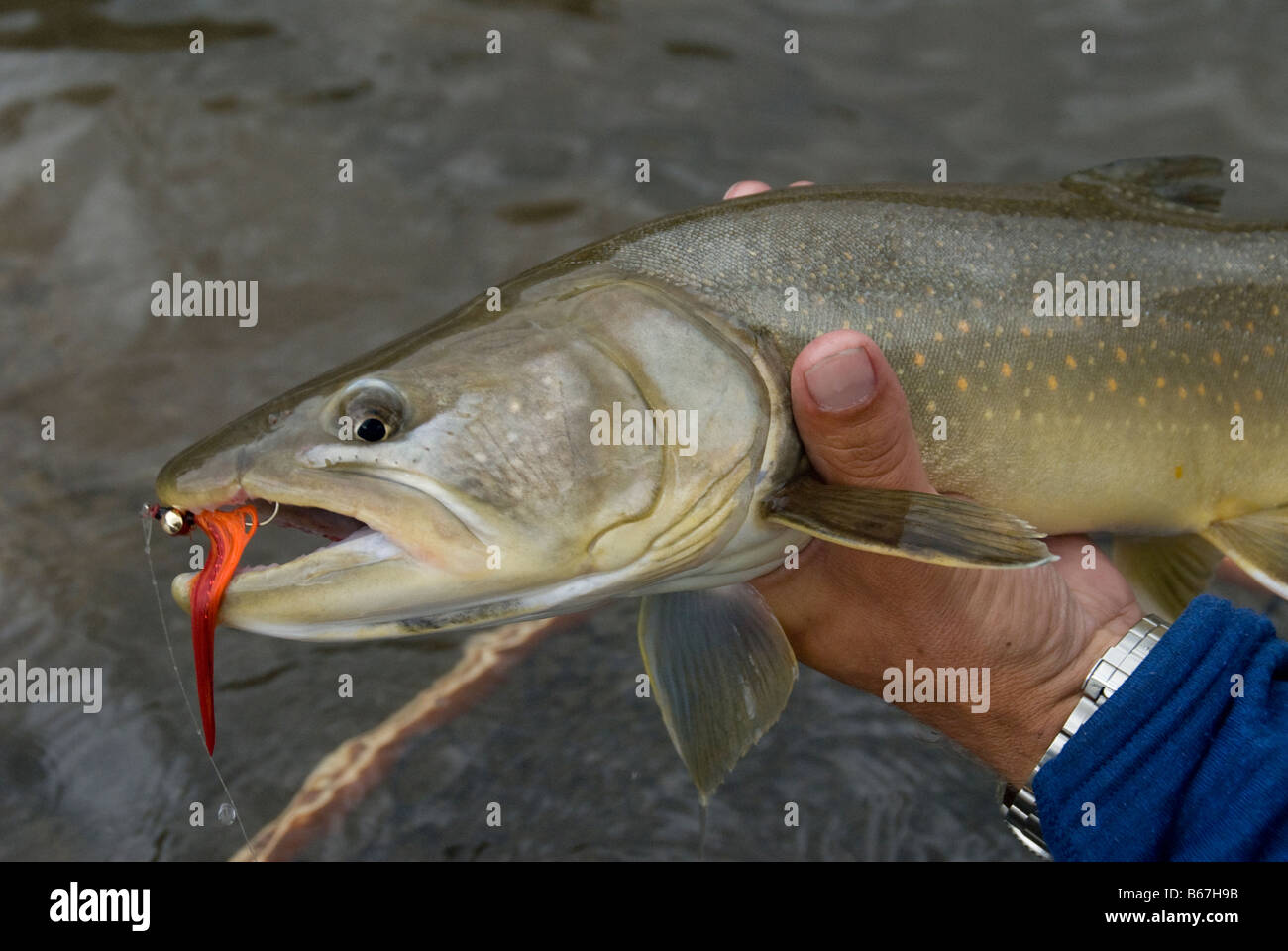 A twenty five inch Bull Trout, (Char), from the Elk River in British ...