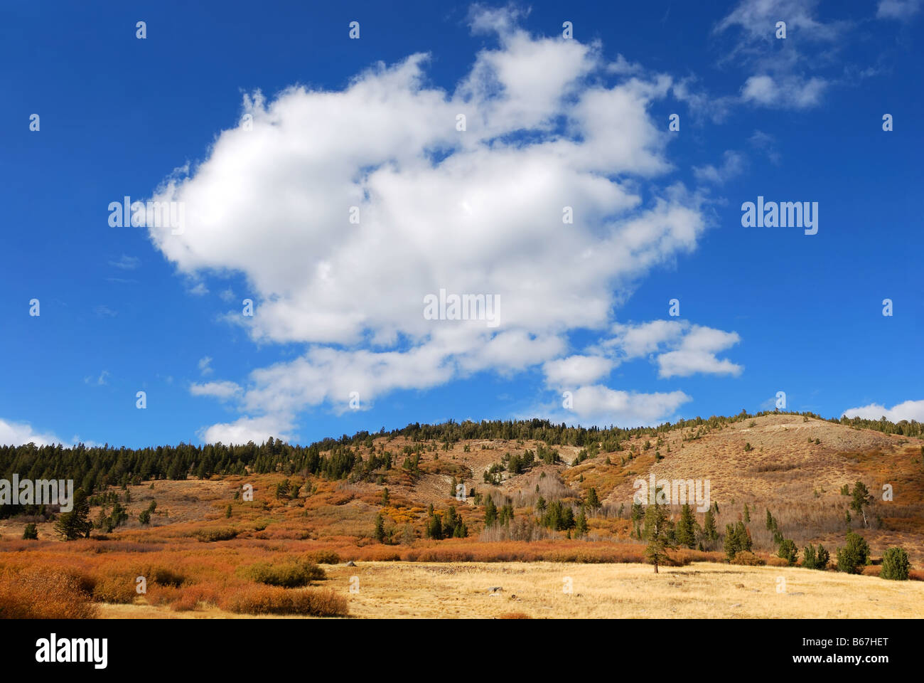 Woodland side view with sky hi-res stock photography and images - Alamy