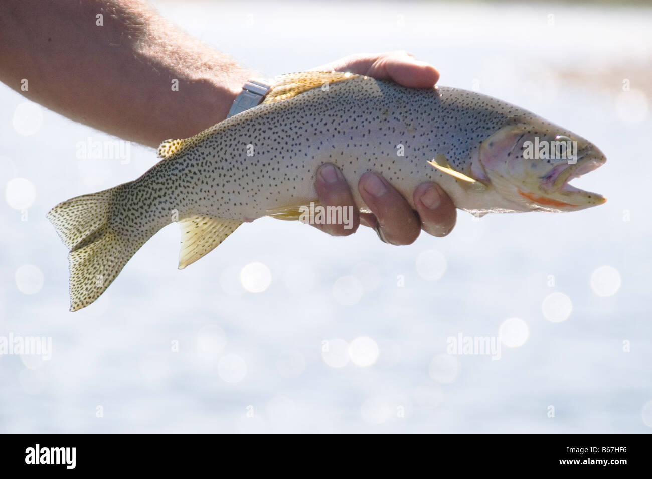 Westslope Cutthroat Trout from the Elk River in British Columbia taken ...
