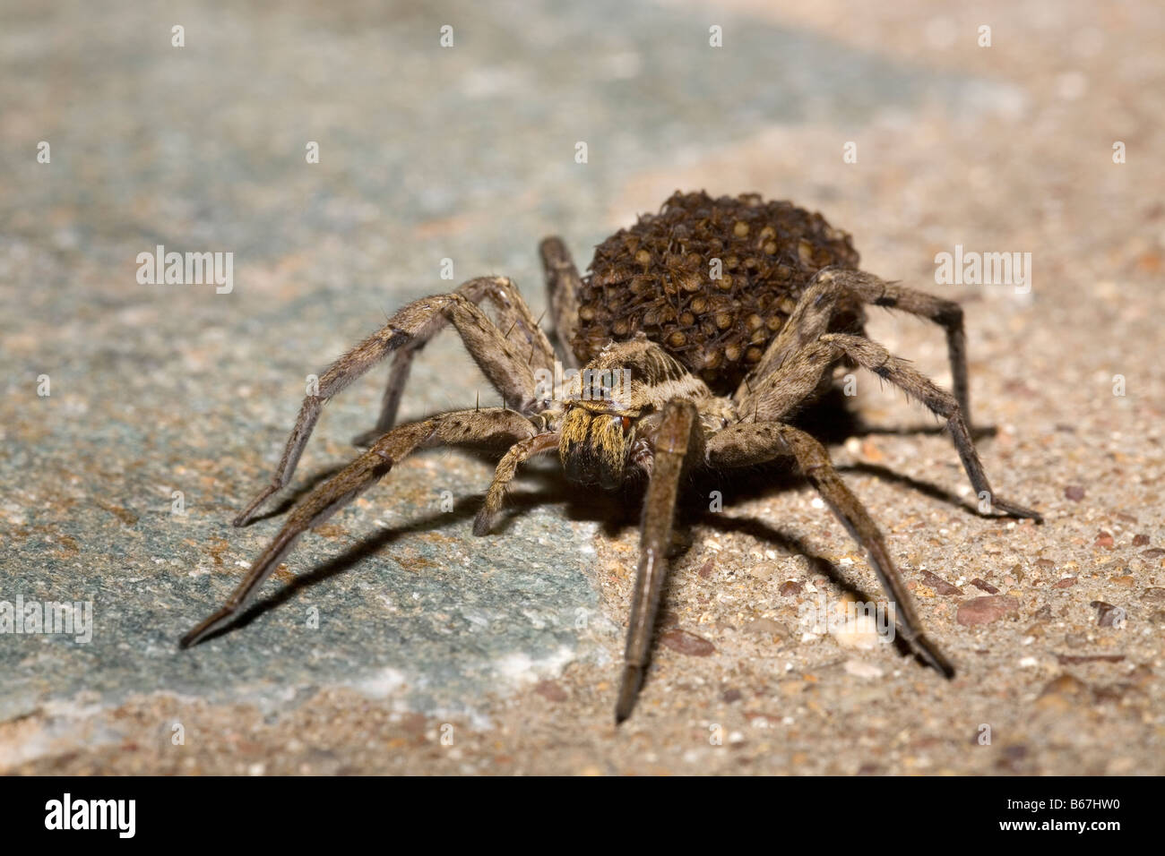 Female Wolf Spider Lycosa narbonensis carrying hundreds of spiderlings ...
