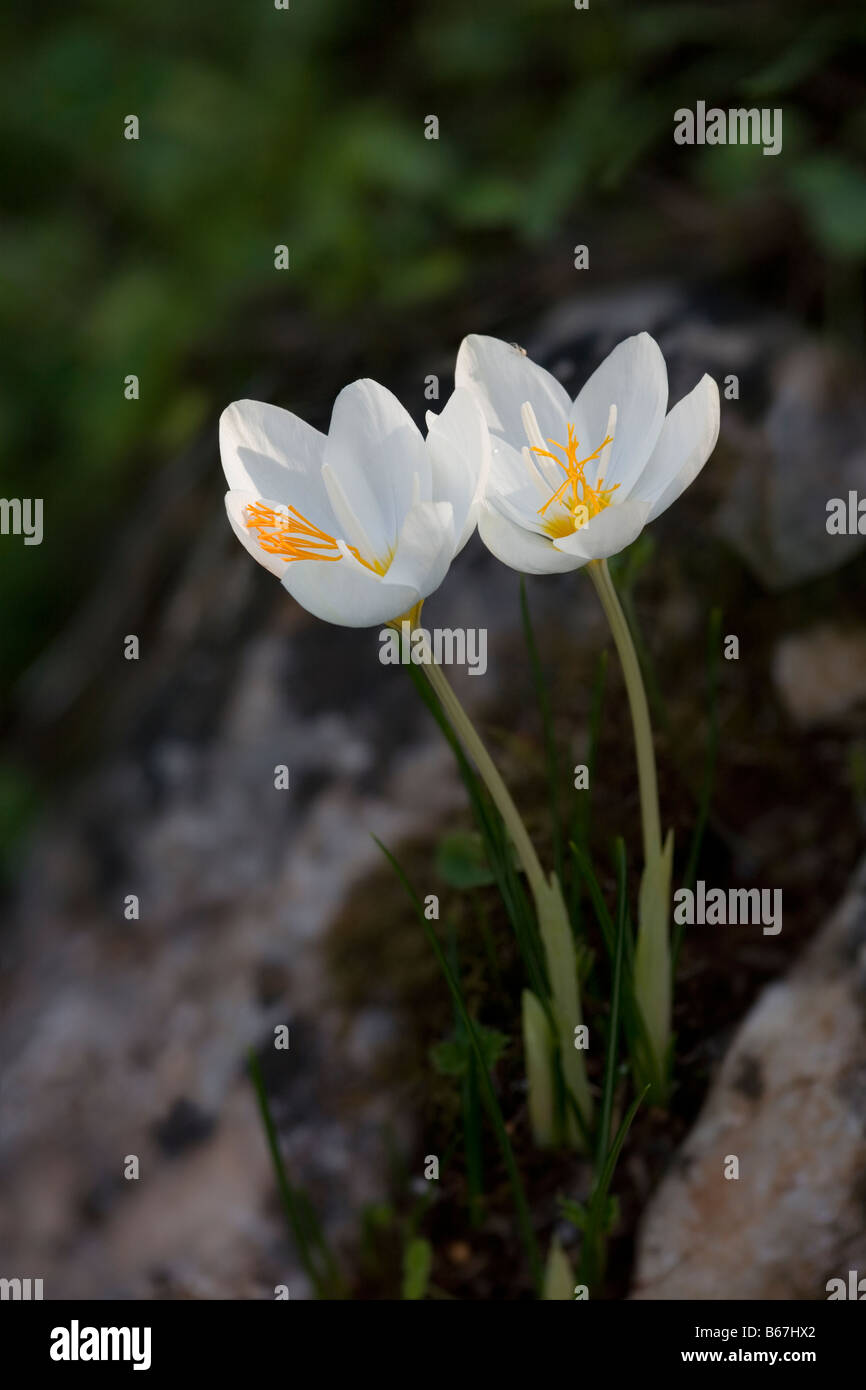 Crocus boryi Peloponnese Greece Stock Photo - Alamy