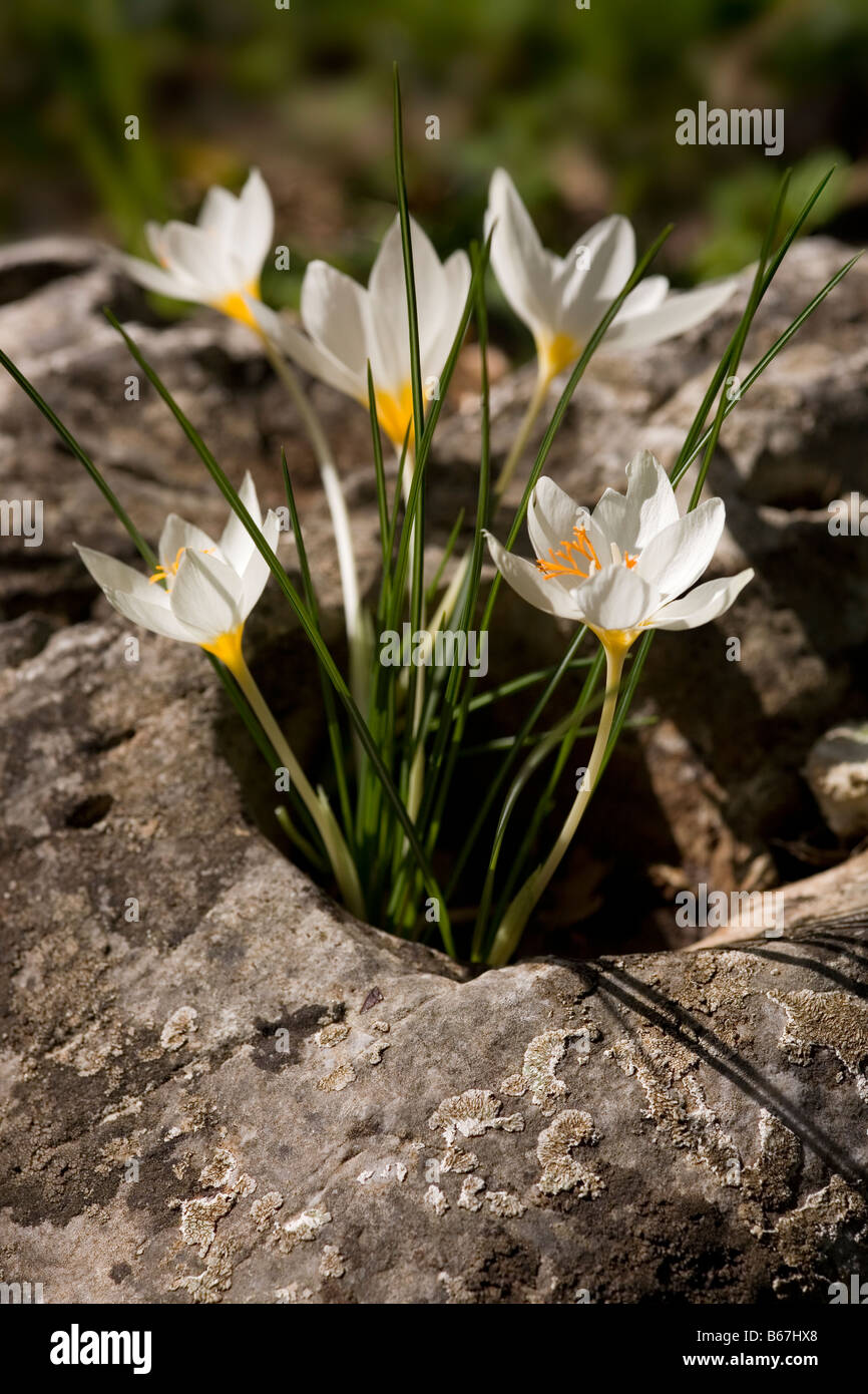 Messinias hi-res stock photography and images - Alamy