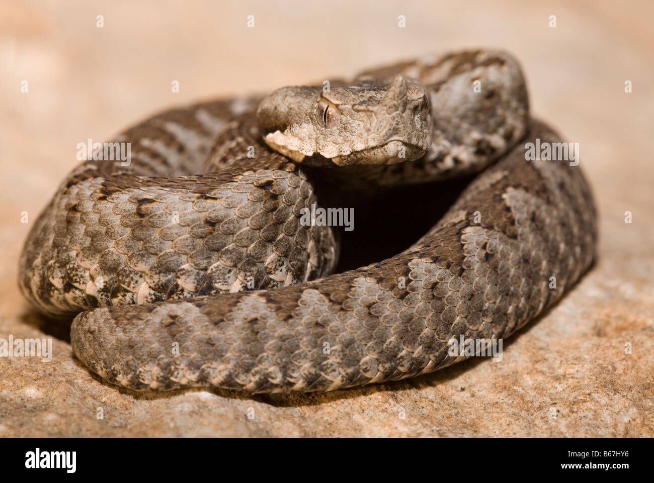 Juvenile Nose horned Viper Vipera ammodytes Southern Peloponnese Greece ...