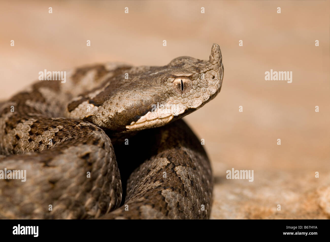 Venomous snakes of greece hi-res stock photography and images - Alamy