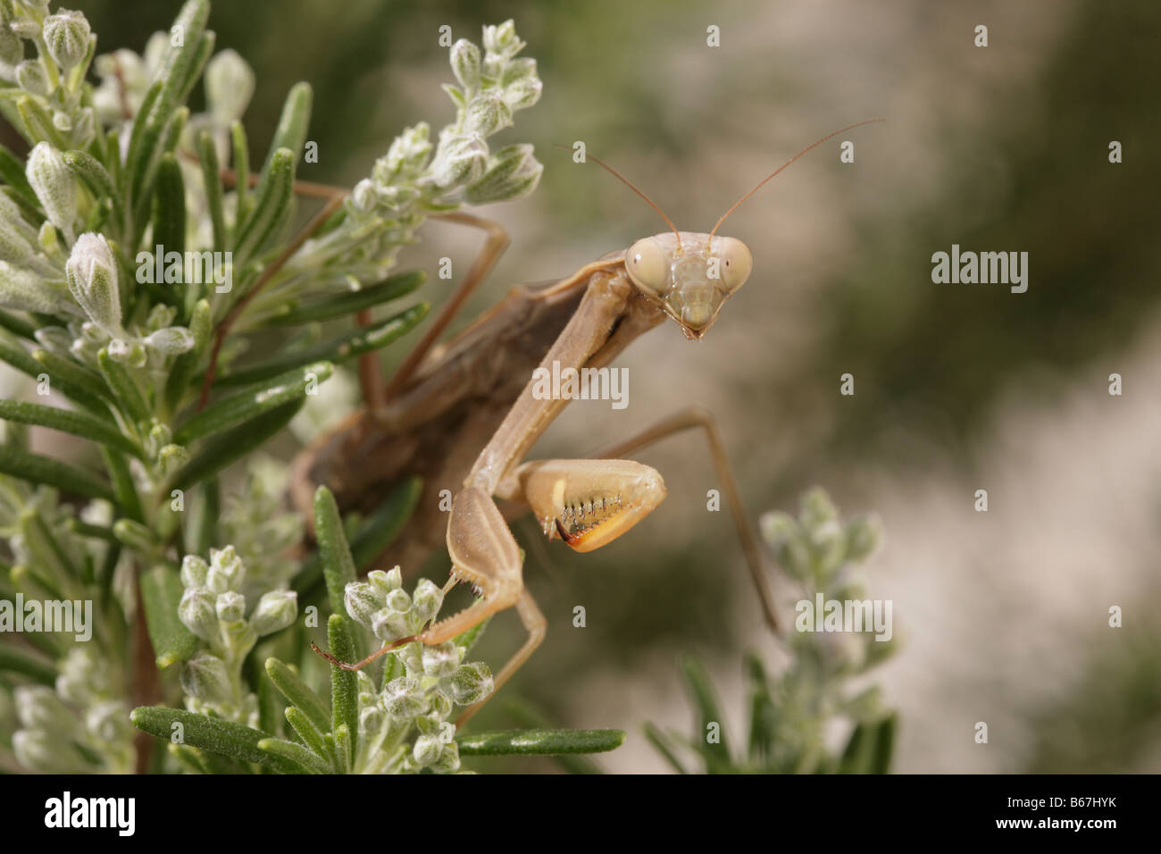 Preying Mantis Mantis religiosa Peloponnese Greece Stock Photo - Alamy