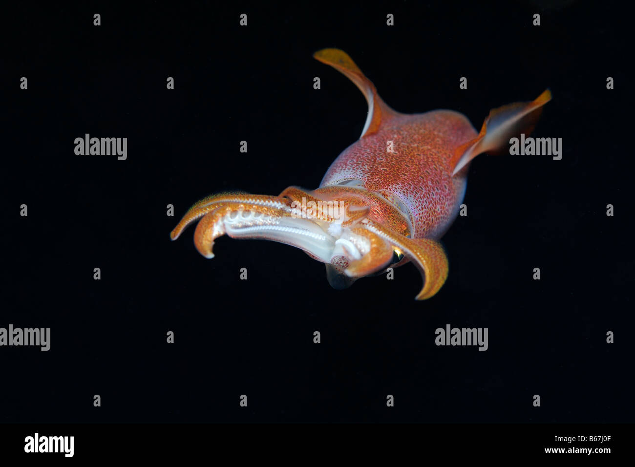Mediterranean Squid Loligo vulgaris Susac Island Adriatic Sea Croatia ...