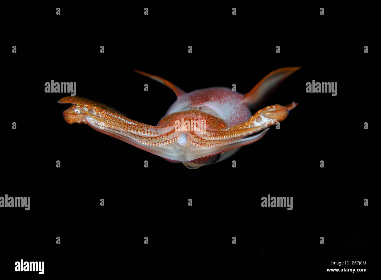 Mediterranean Squid Loligo vulgaris Susac Island Adriatic Sea Croatia ...