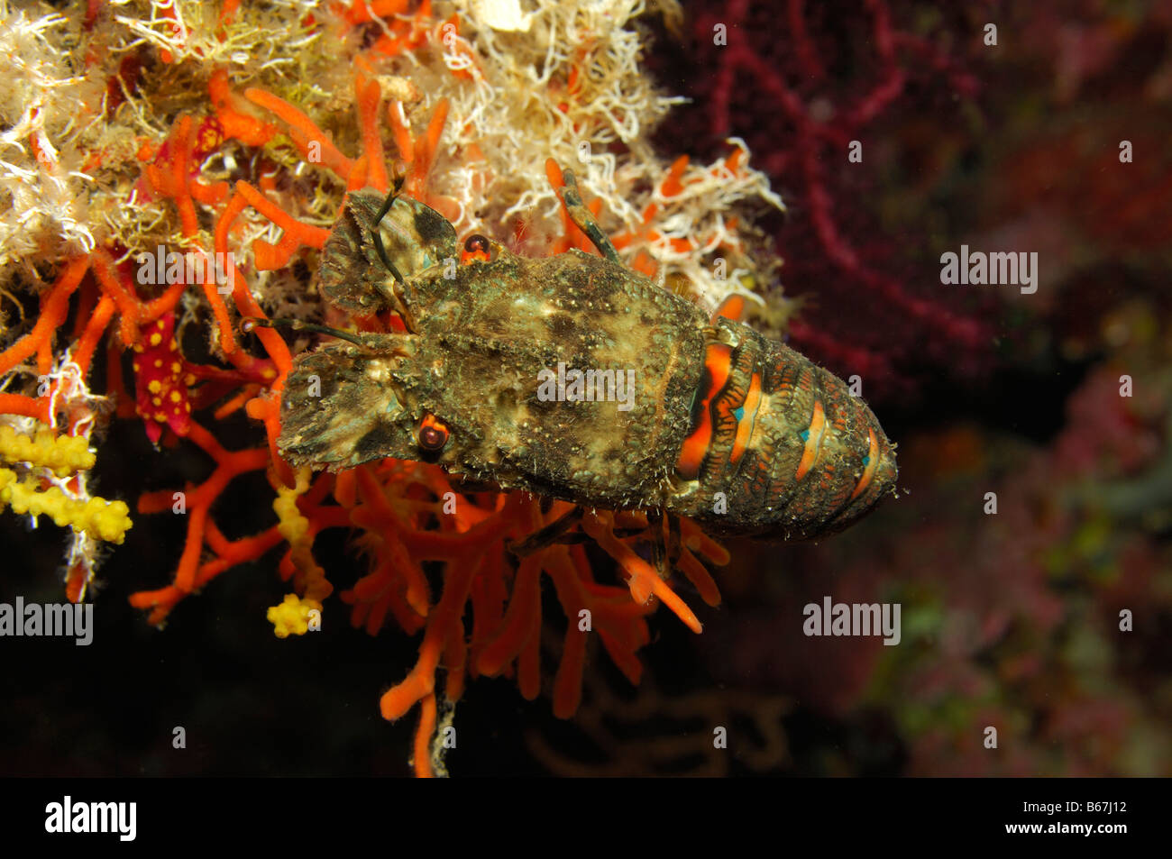 Lesser Locust Lobster Scyllarus arctus Susac Island Adriatic Sea ...