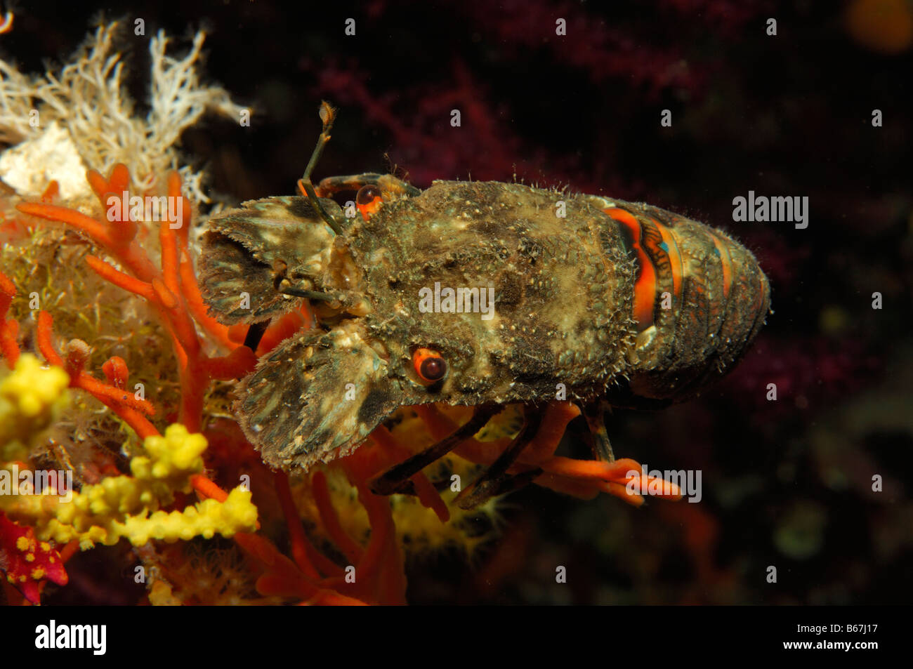 Lesser Locust Lobster Scyllarus arctus Susac Island Adriatic Sea ...