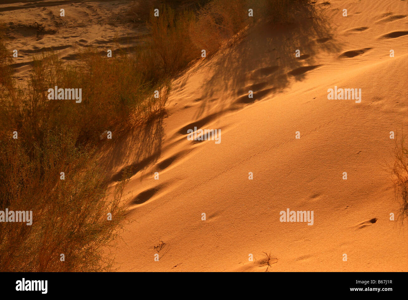 Foot tracks in the desert hi-res stock photography and images - Alamy