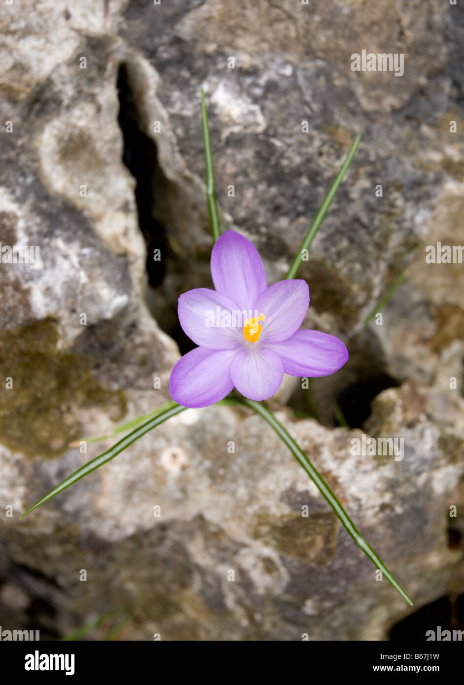 Crocus flower history hi-res stock photography and images - Alamy