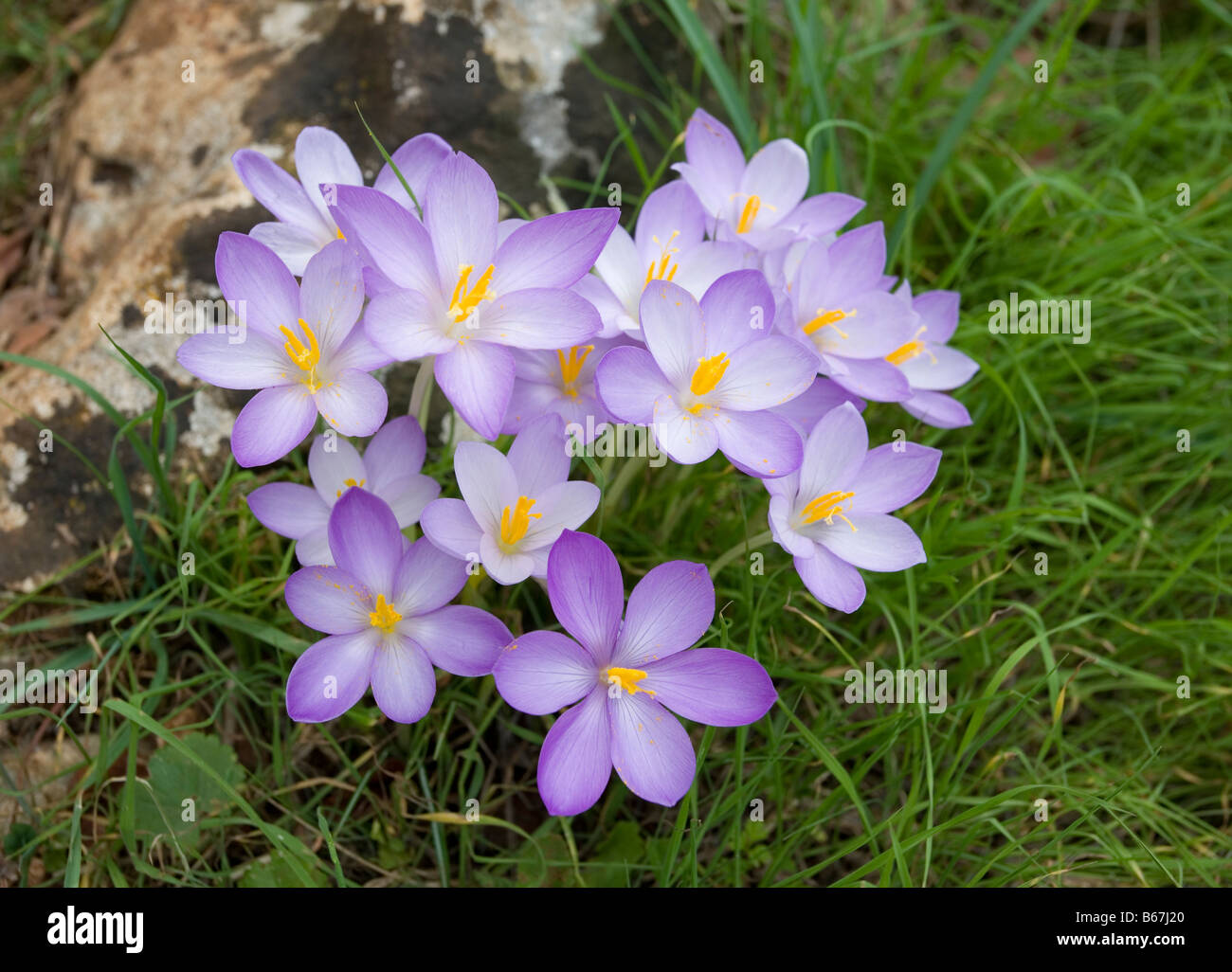 Bunch of wild autumn crocuses Crocus goulimyi Southern Peloponnese ...