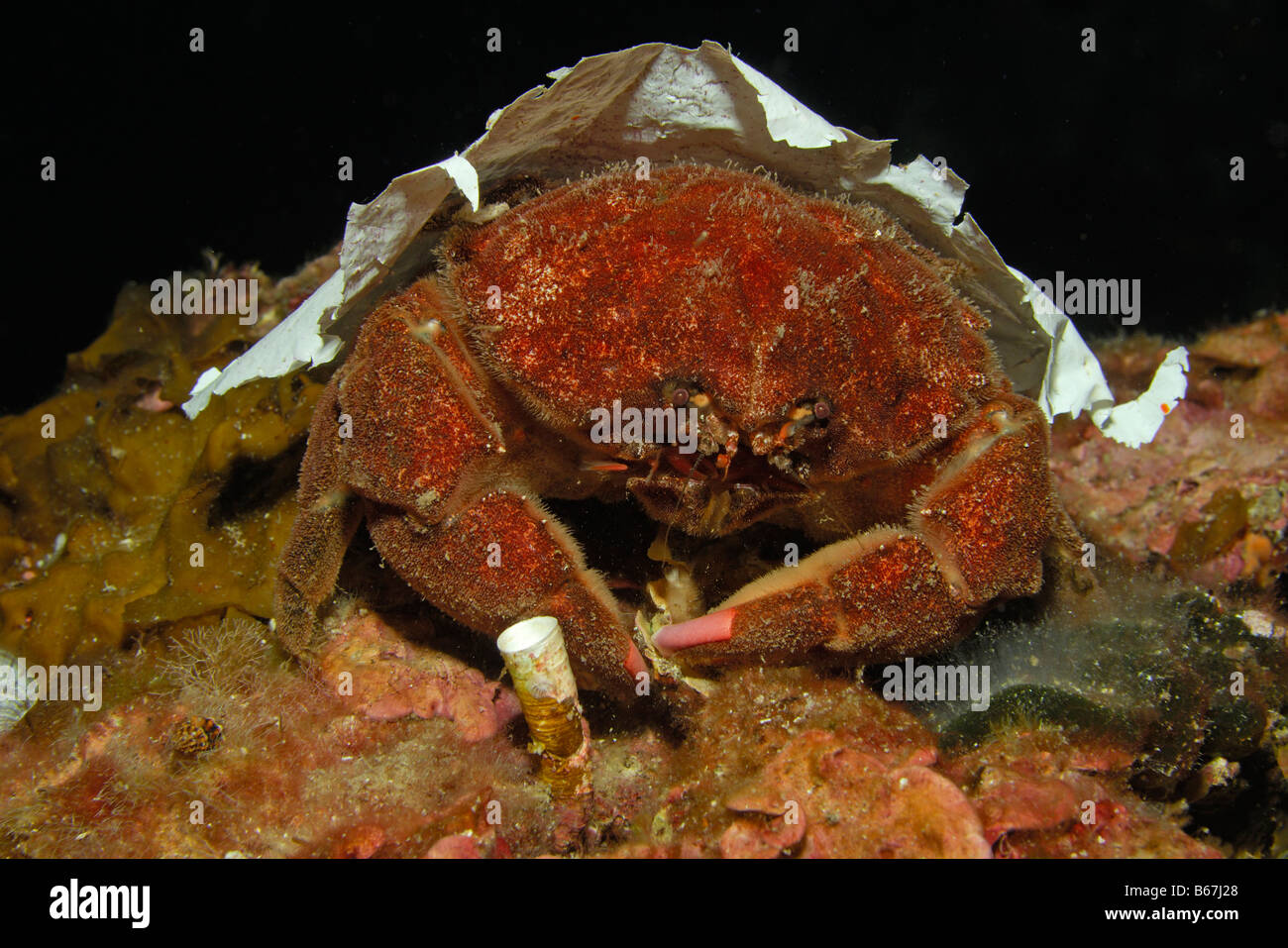 Sponge carry crab hi-res stock photography and images - Alamy