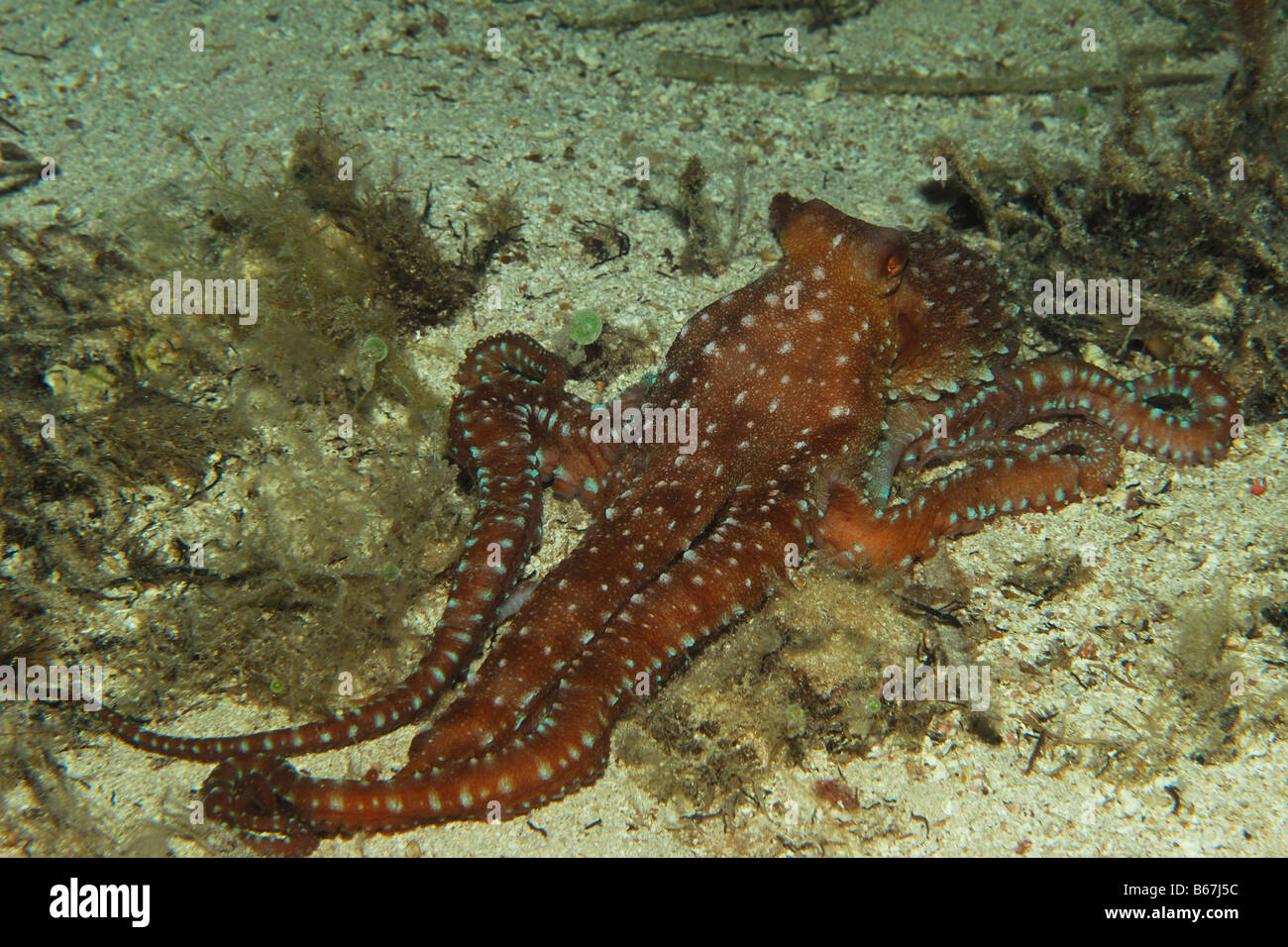 Whitespotted Octopus Octopus macropus Susac Island Adriatic Sea Croatia ...