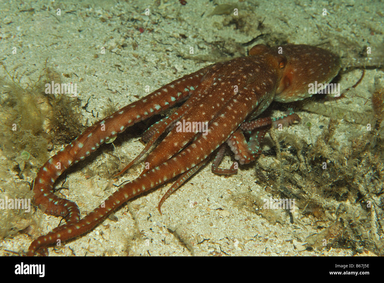 Whitespotted Octopus Octopus macropus Susac Island Adriatic Sea Croatia ...