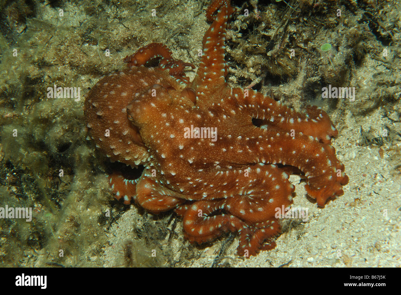Whitespotted Octopus Octopus macropus Susac Island Adriatic Sea Croatia ...