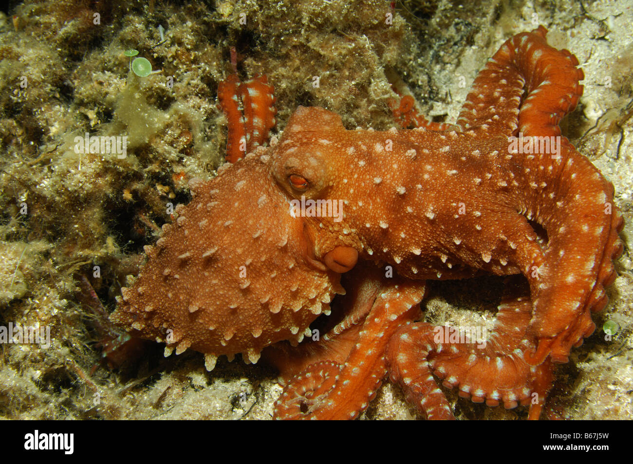 Whitespotted Octopus Octopus macropus Susac Island Adriatic Sea Croatia ...