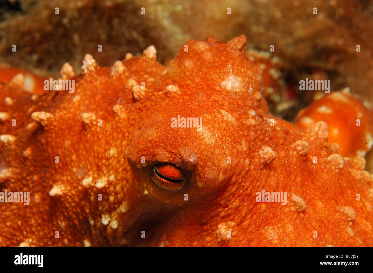Whitespotted Octopus Octopus macropus Susac Island Adriatic Sea Croatia ...