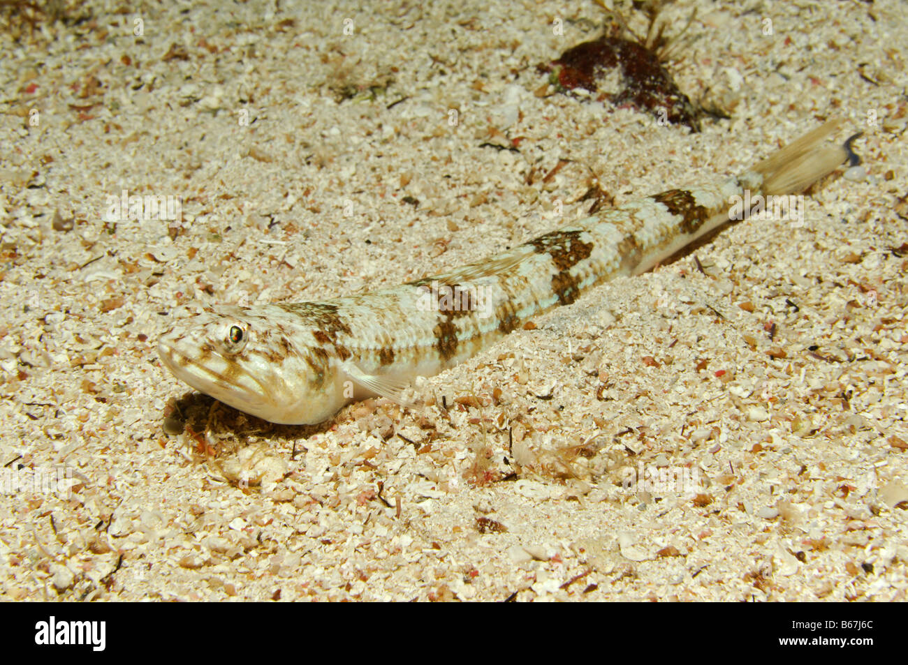 Atlantic lizardfish synodus saurus hi-res stock photography and images ...
