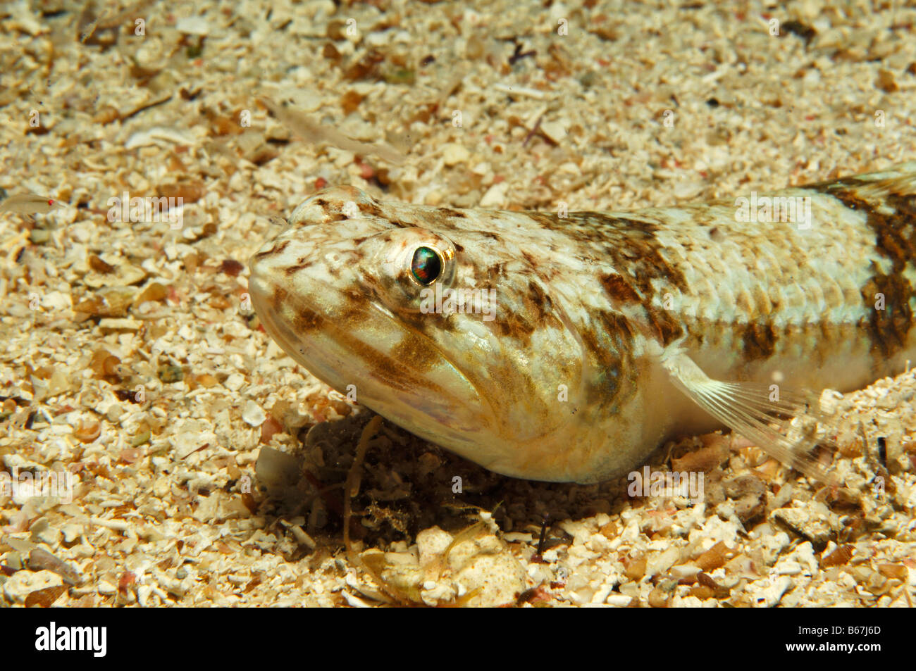 Atlantic lizardfish synodus saurus hi-res stock photography and images ...